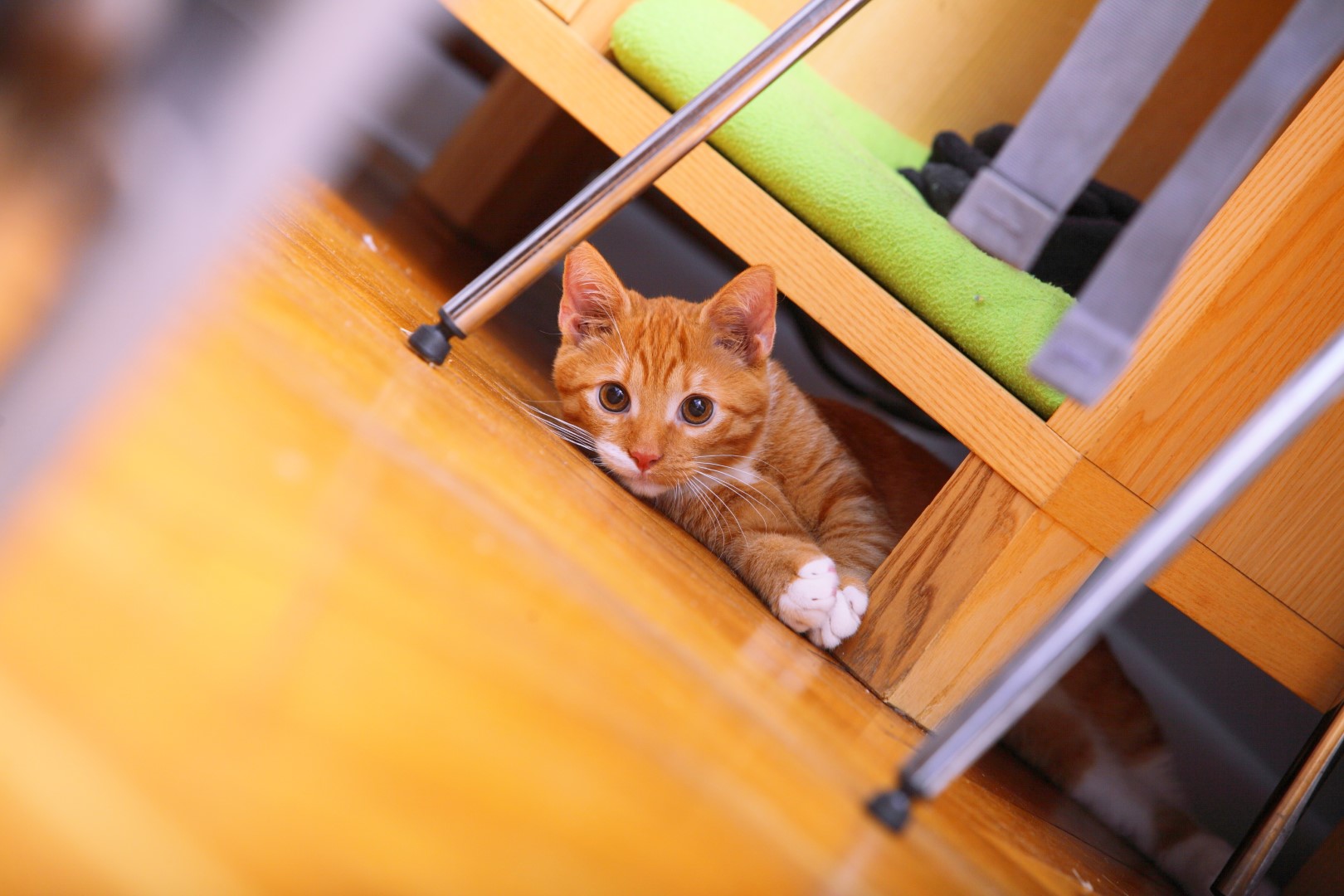 Designing a Pet-Friendly Basement: Features and Tips for Your Furry ...